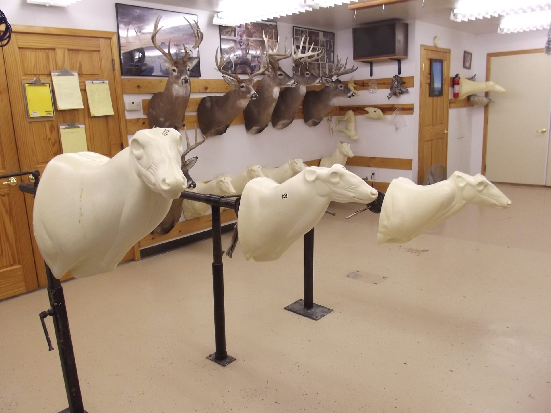 How to Learn Taxidermy: A Comprehensive Guide